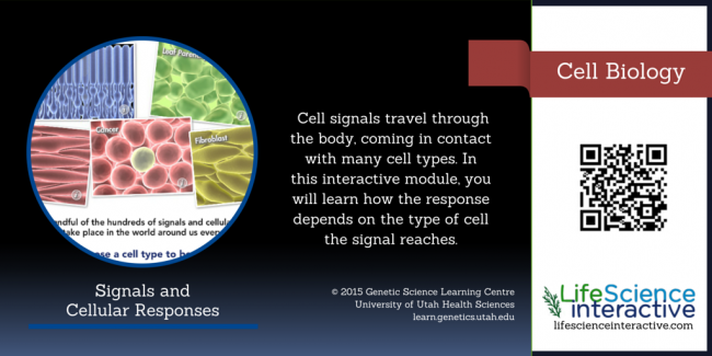 Signals and Cellular Responses – Life Science Interactive