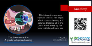 The Interactive Ear - A guide to human hearing – Life Science Interactive