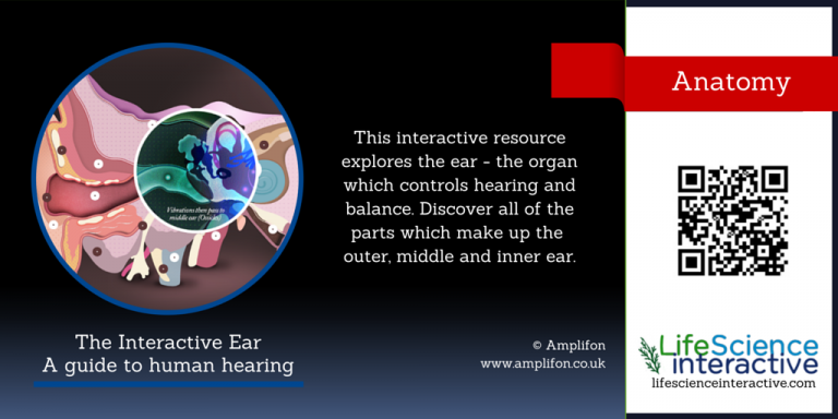The Interactive Ear - A guide to human hearing – Life Science Interactive